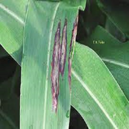 Sorghum (Jowar) Crop Farming in India - ज्वार की सफल खेती
